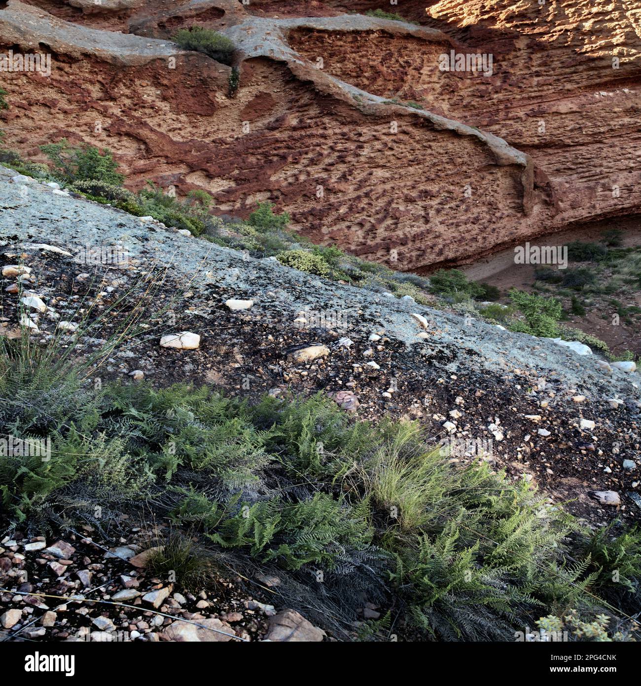 Tangled rock formations ( Red Enon conglomorite and Sandstone ) of the ...