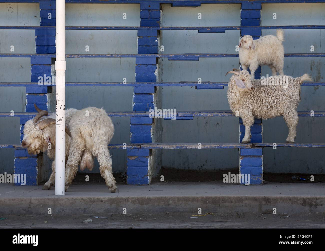 Angora goats amuse themselves on the steps of the rugby stadium in the ...