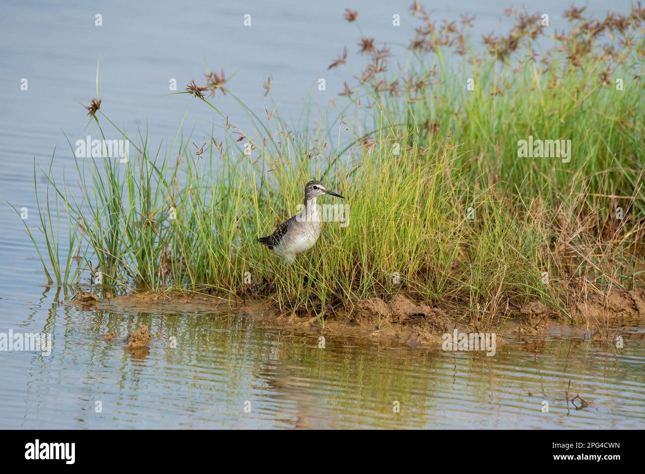 A marsh Sandpiper wading through the marshy waters on the outskirts of ...