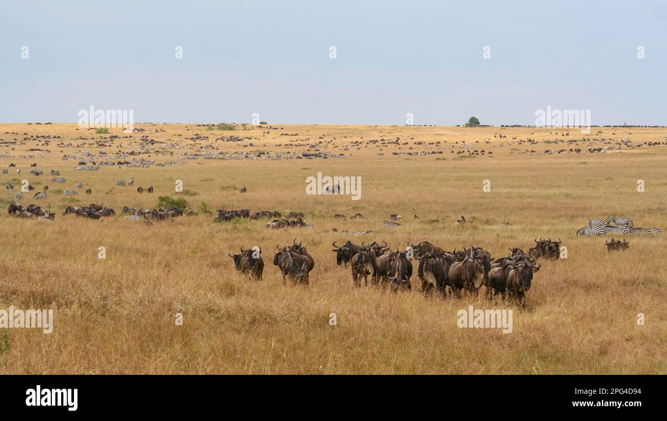 The big migration of the Wildebeests in Africa Stock Photo - Alamy