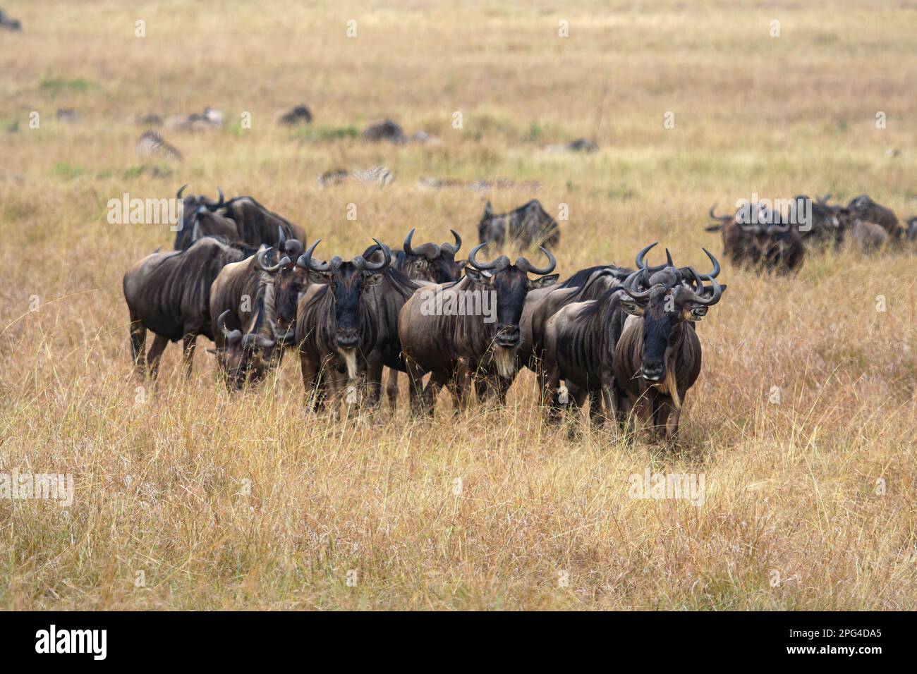 The big migration of the Wildebeests in Africa Stock Photo - Alamy