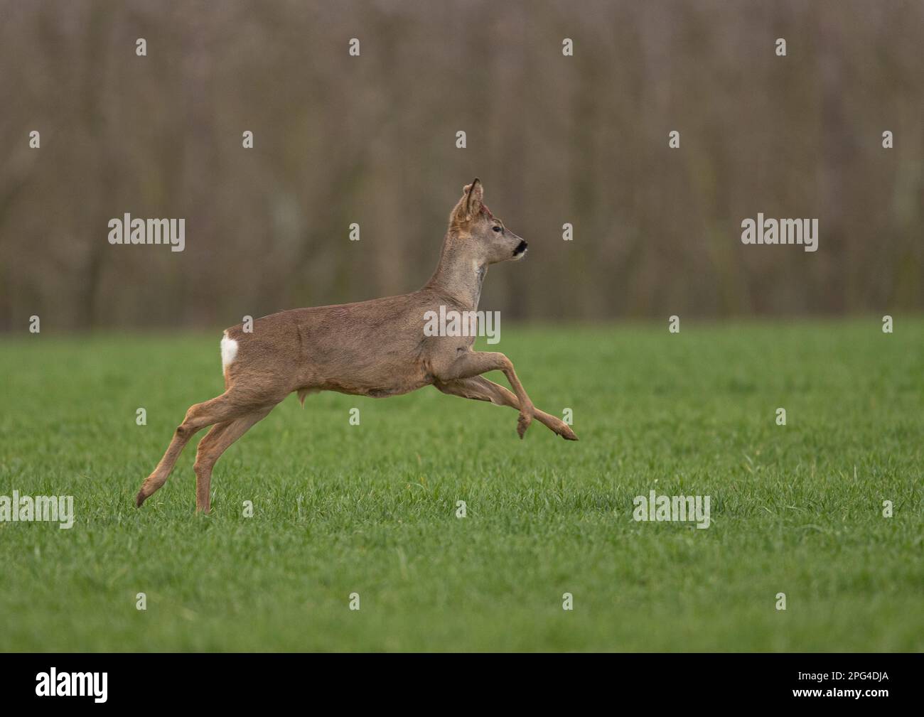 Orchard uk spring wildlife hi-res stock photography and images - Alamy
