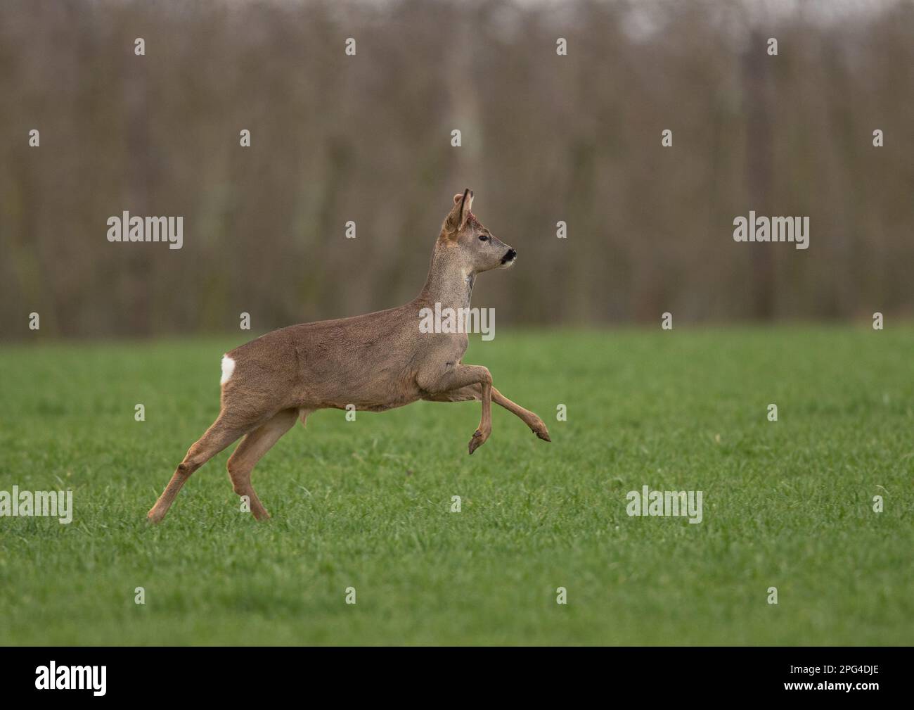 A male Roe Deer (Capreolus capreolus) bounding ing across the spring ...