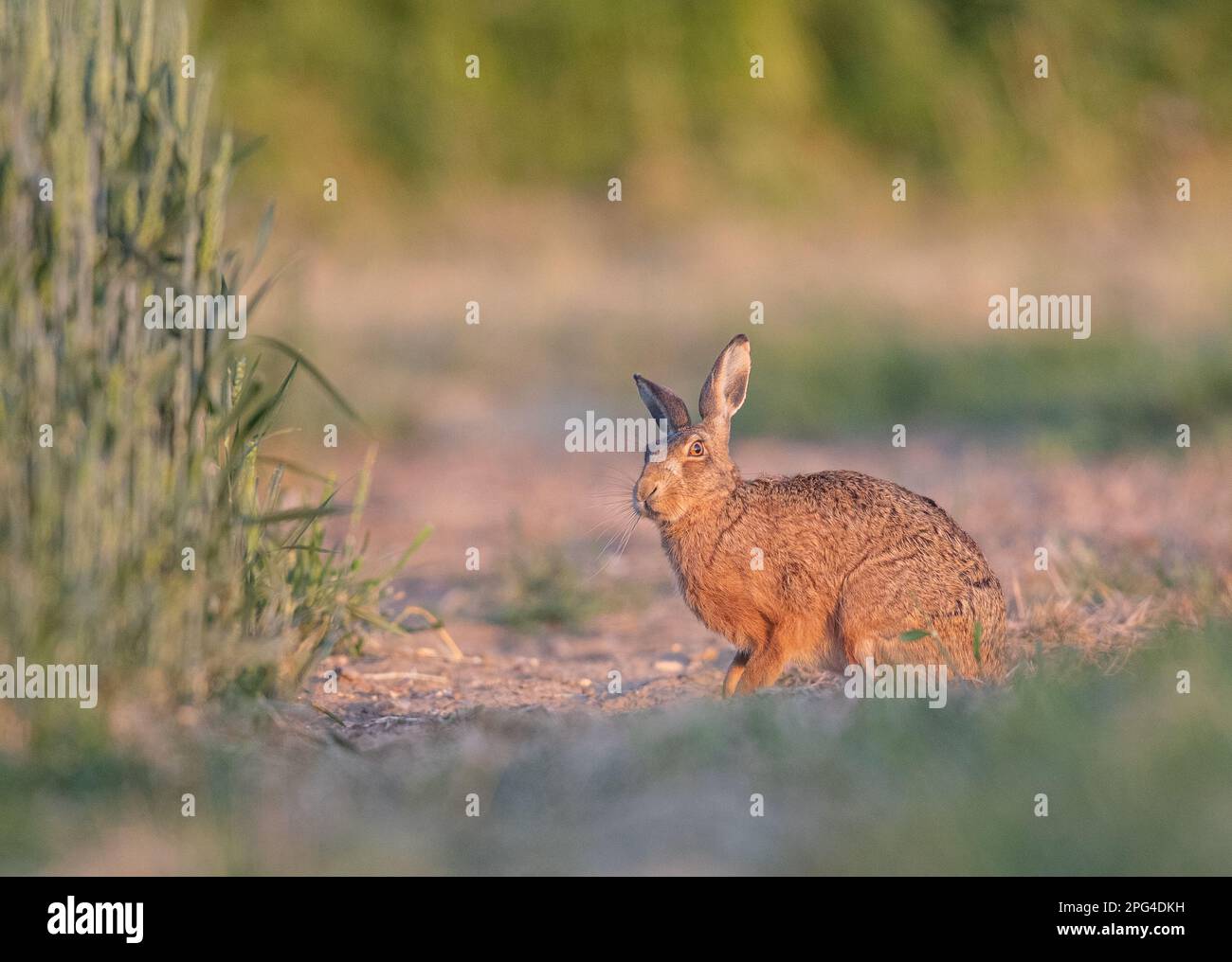A shy Brown Hare ( Lepus europaeus) heading into the farners crop of ...