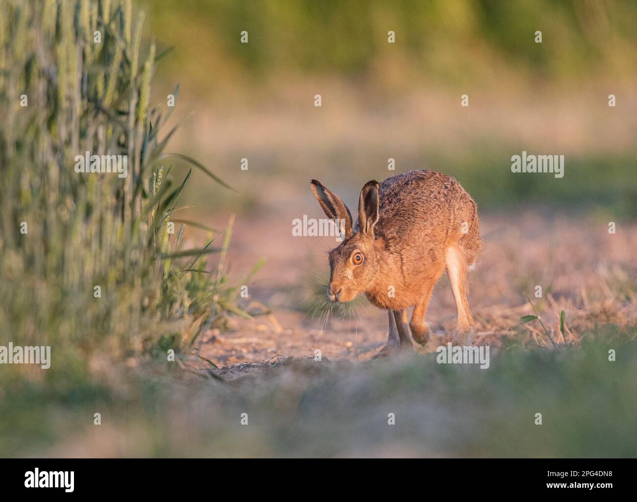 A shy Brown Hare ( Lepus europaeus) heading into the farners crop of ...