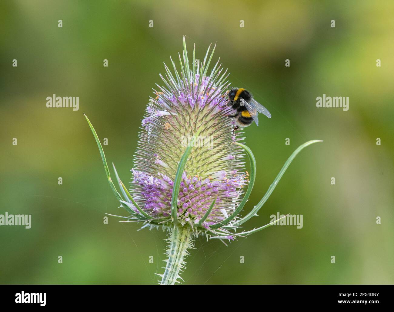 A bright yellow and black striped Bumble Bee feeding on a prickly ...
