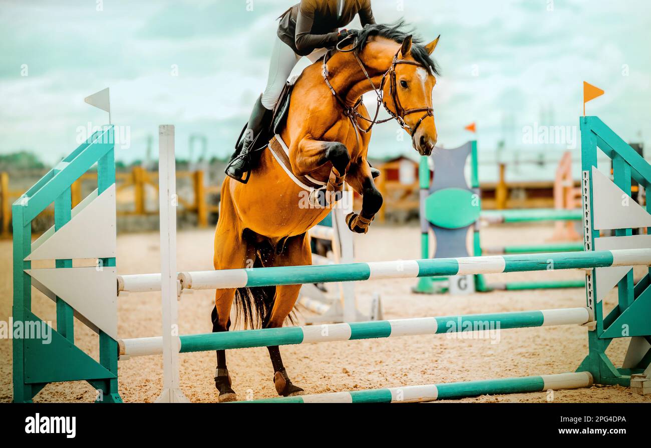 Horse Jumping High