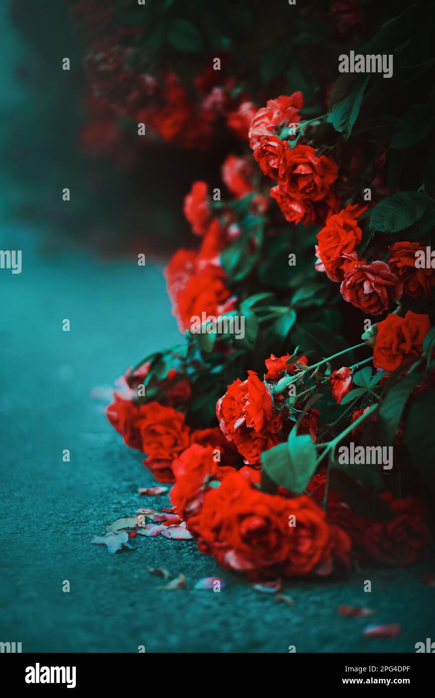 Falling Rose Petals Tumblr