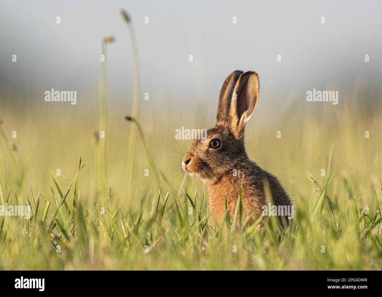 A beautiful young Brown Hare Leveret(Lepus europaeus) sitting out in ...