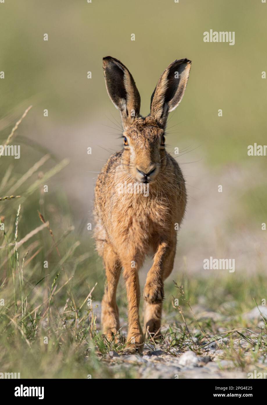 A close up detailed shot of a wild Brown Hare ( Lepus europaeus) with ...