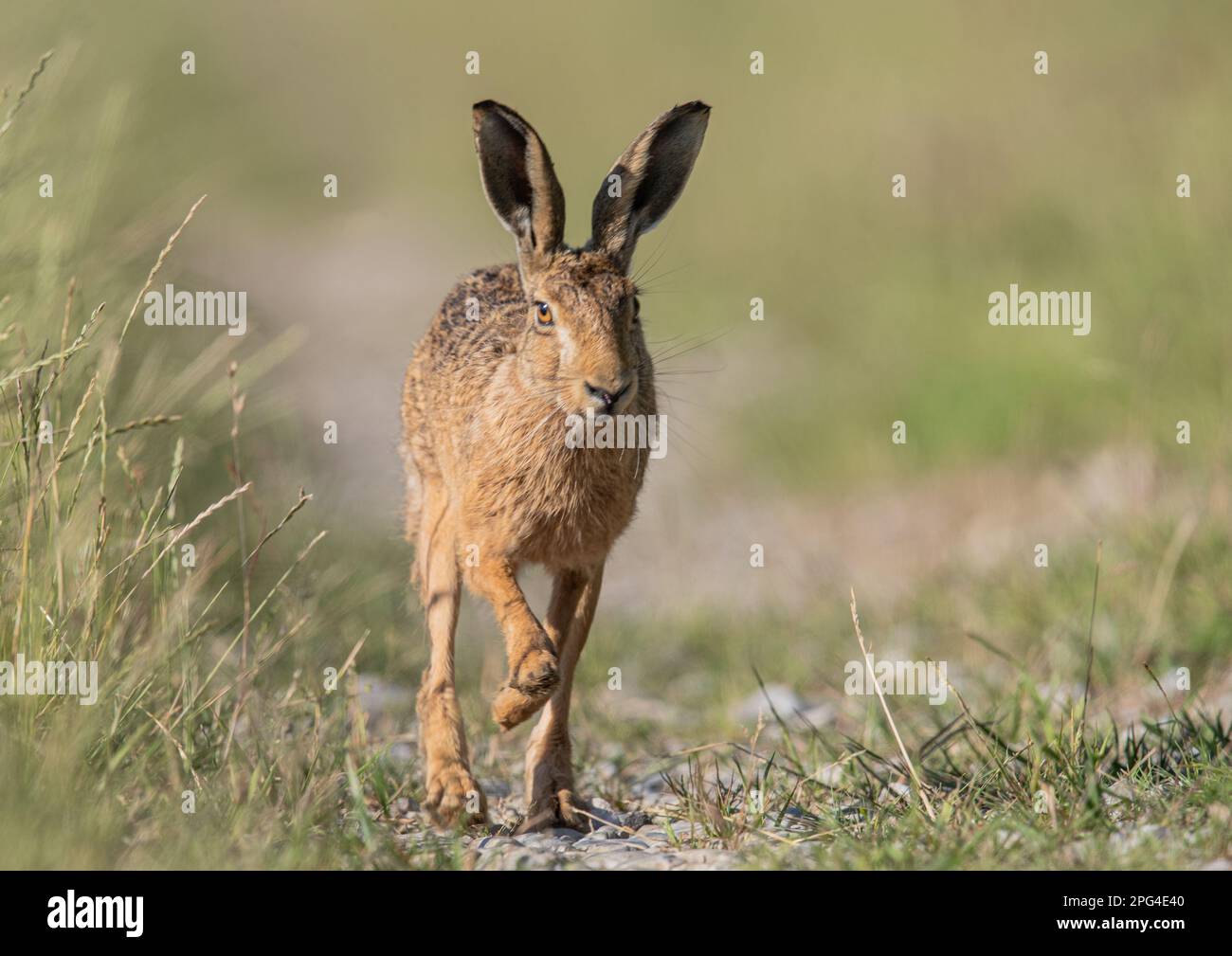 A close up detailed shot of a wild Brown Hare ( Lepus europaeus) with ...