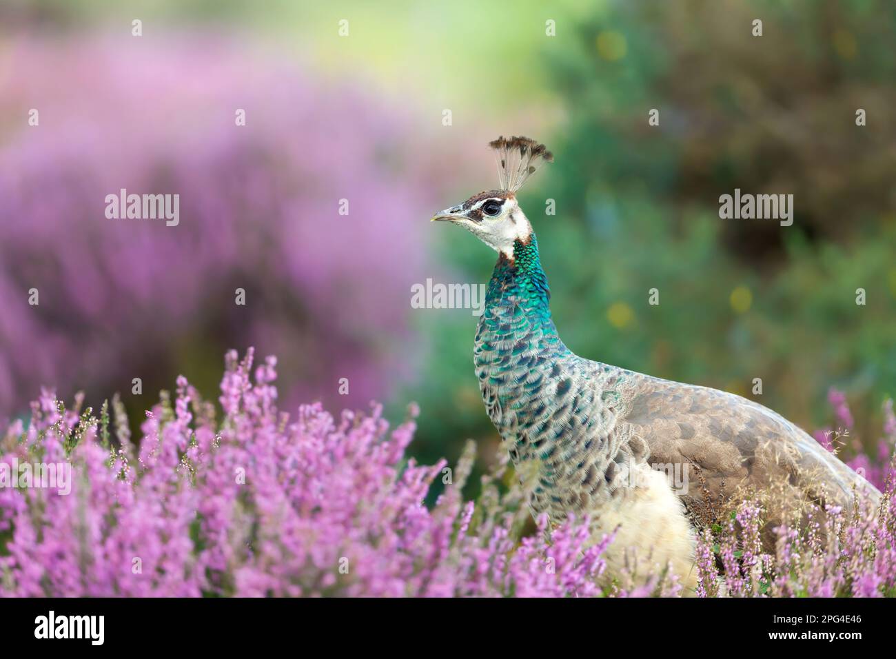 Portrait female peafowl peahen hi-res stock photography and images - Alamy