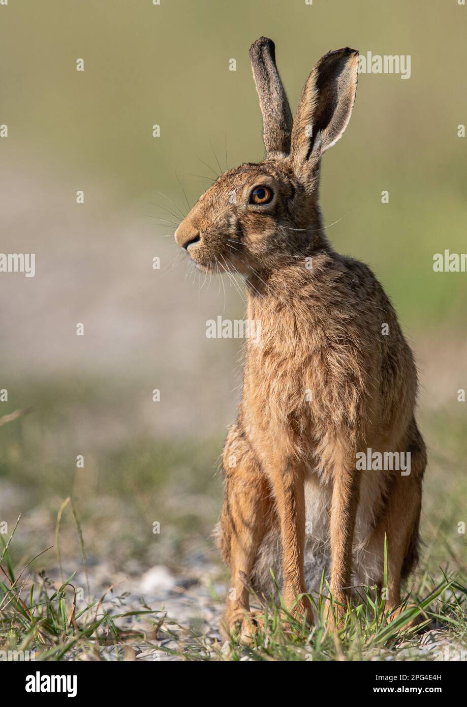 A close up detailed shot of a wild Brown Hare ( Lepus europaeus) with big ears , sitting out on ...