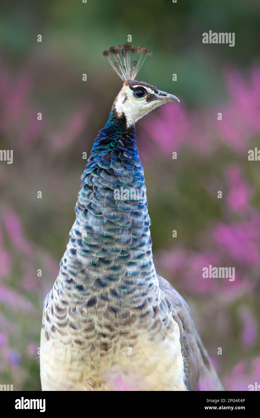 Pink Male And Female Peacocks