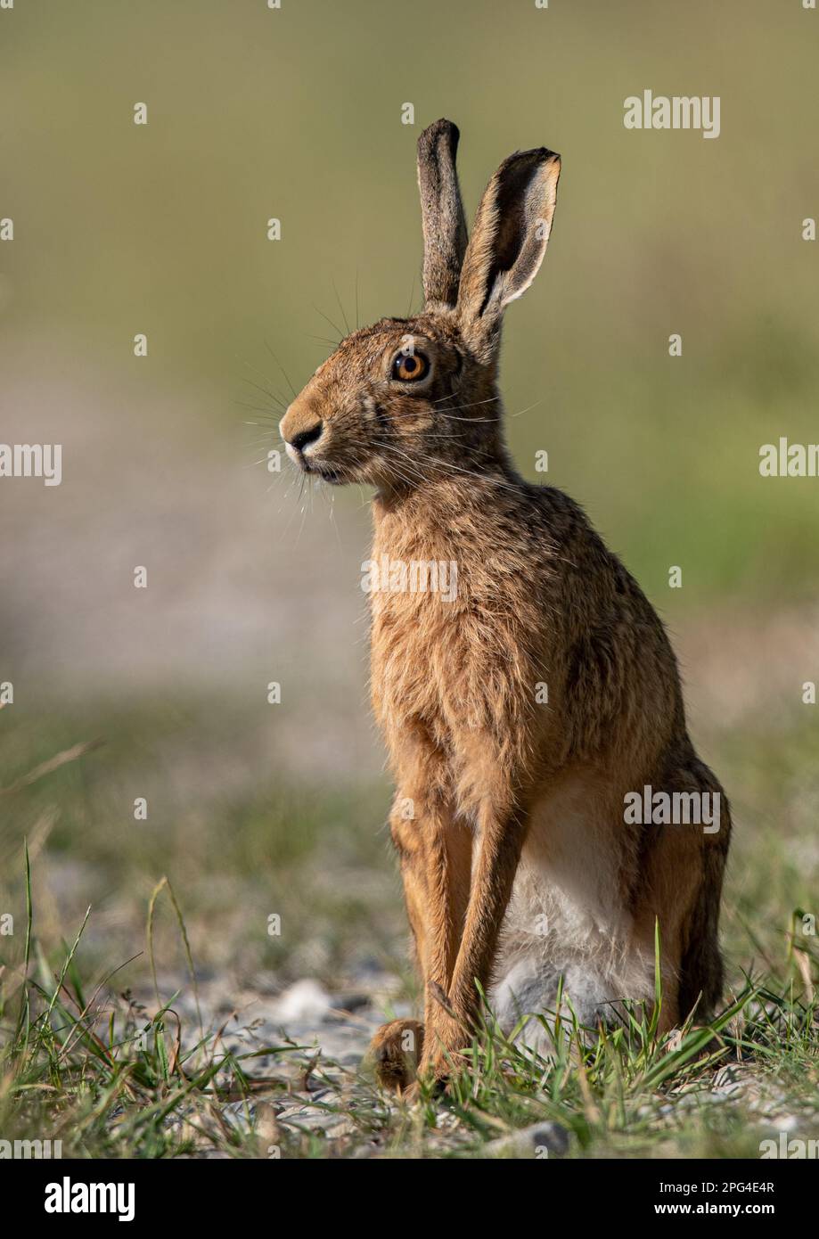 A close up detailed shot of a wild Brown Hare ( Lepus europaeus) with ...