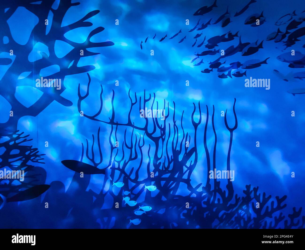 Undersea Pictures Fish