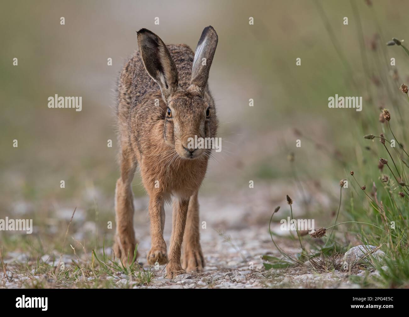 A close up detailed shot of a wild Brown Hare ( Lepus europaeus) with ...