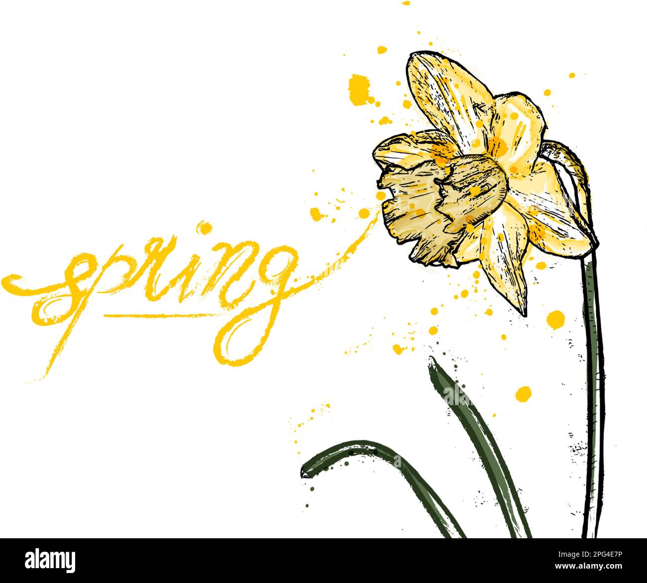 Spring daffodil card yellow color. Narcissus flower Vector watercolor ...