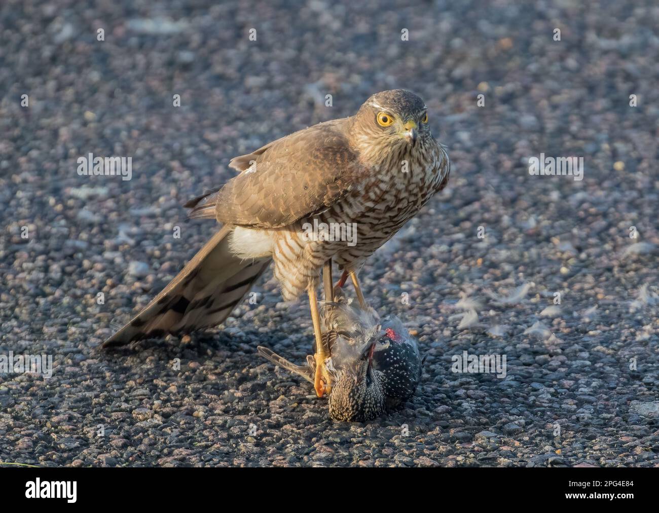 Predator becomes prey hi-res stock photography and images - Alamy