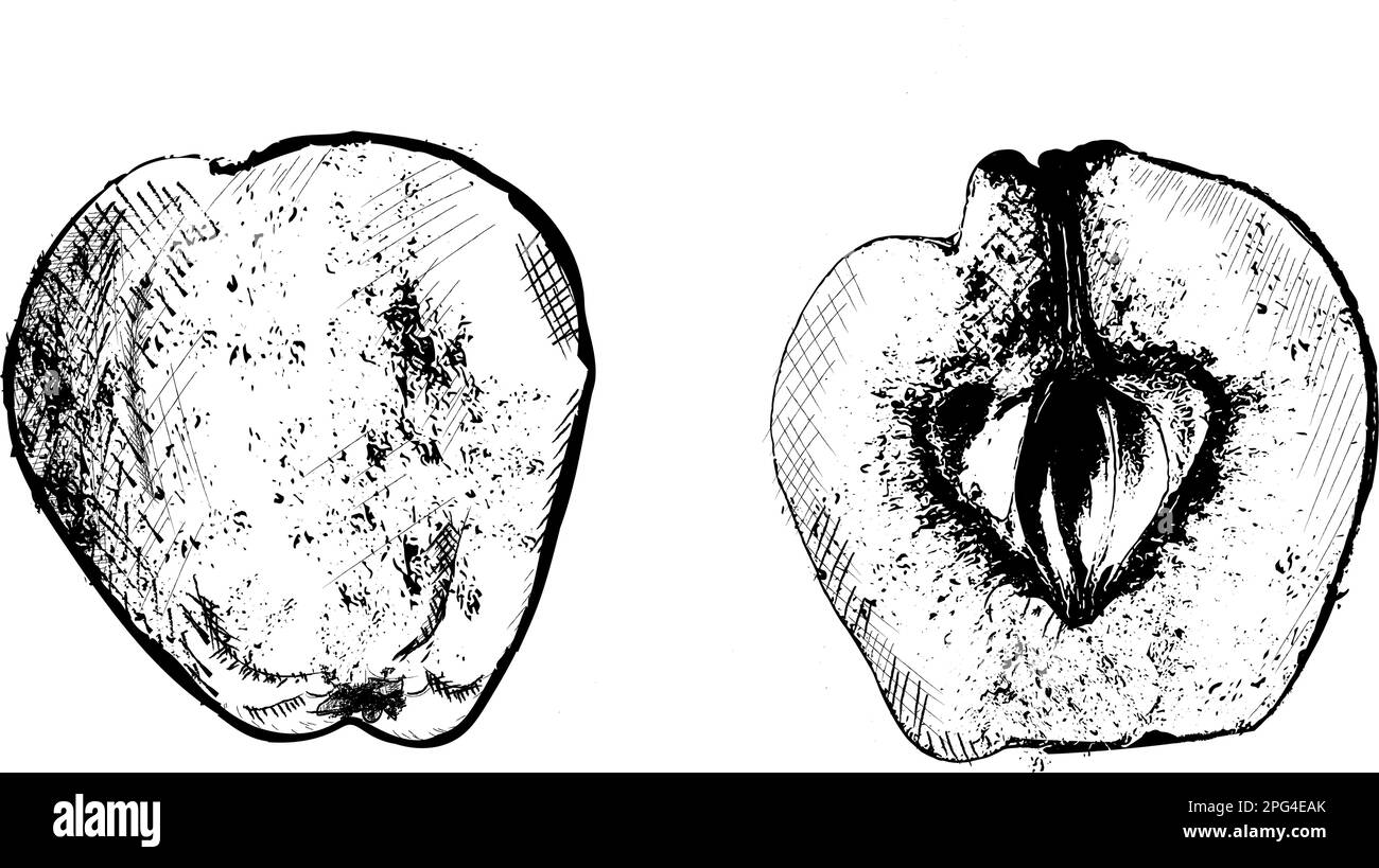 Quince vector line art. fruit detailed vintage design Stock Vector ...