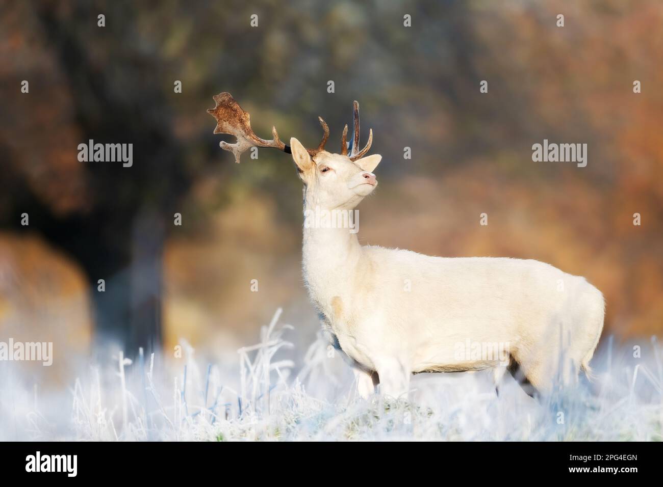 Close up of a Fallow deer (Dama dama) in winter, UK Stock Photo - Alamy