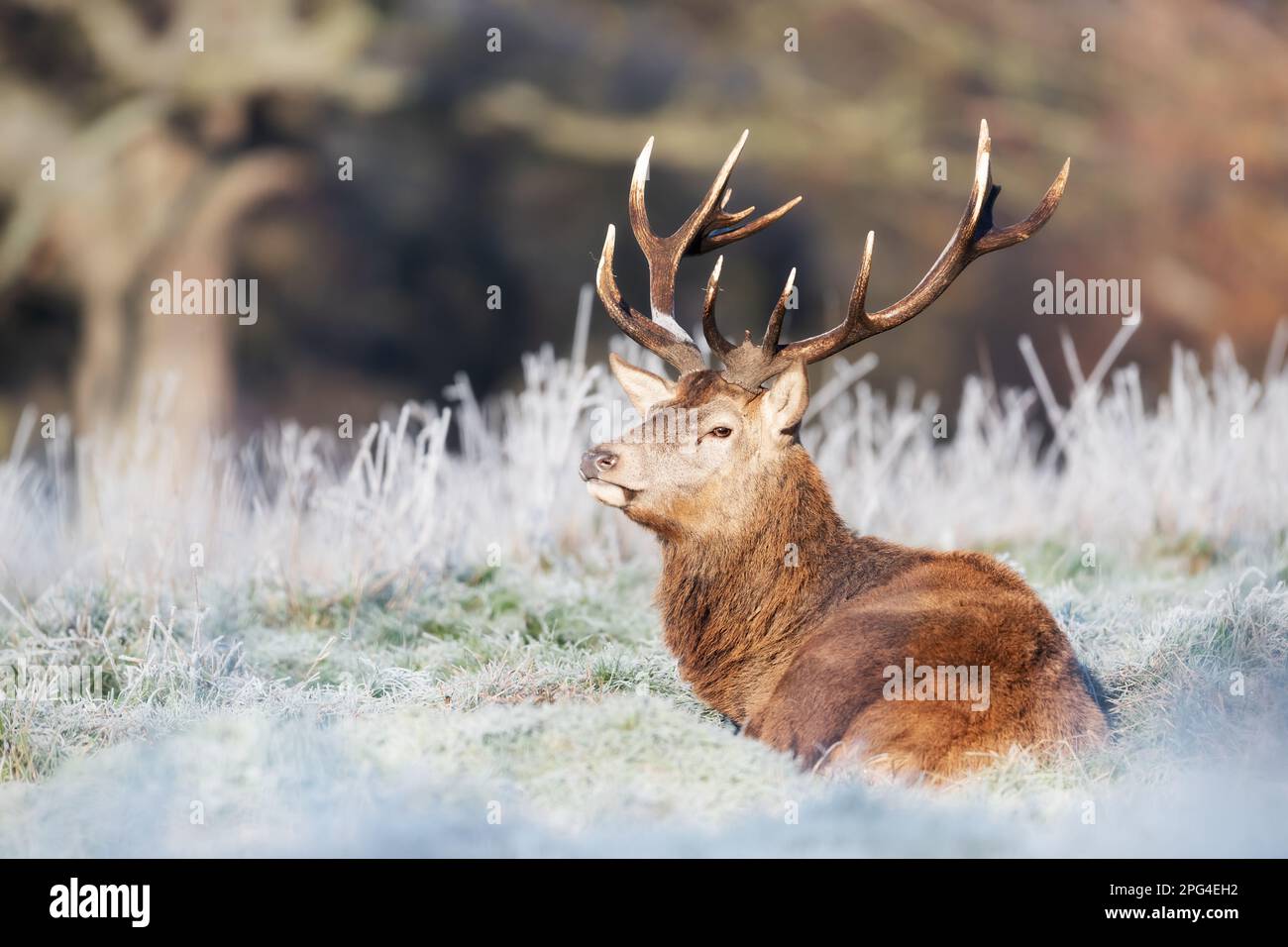 White stag lying hi-res stock photography and images - Alamy