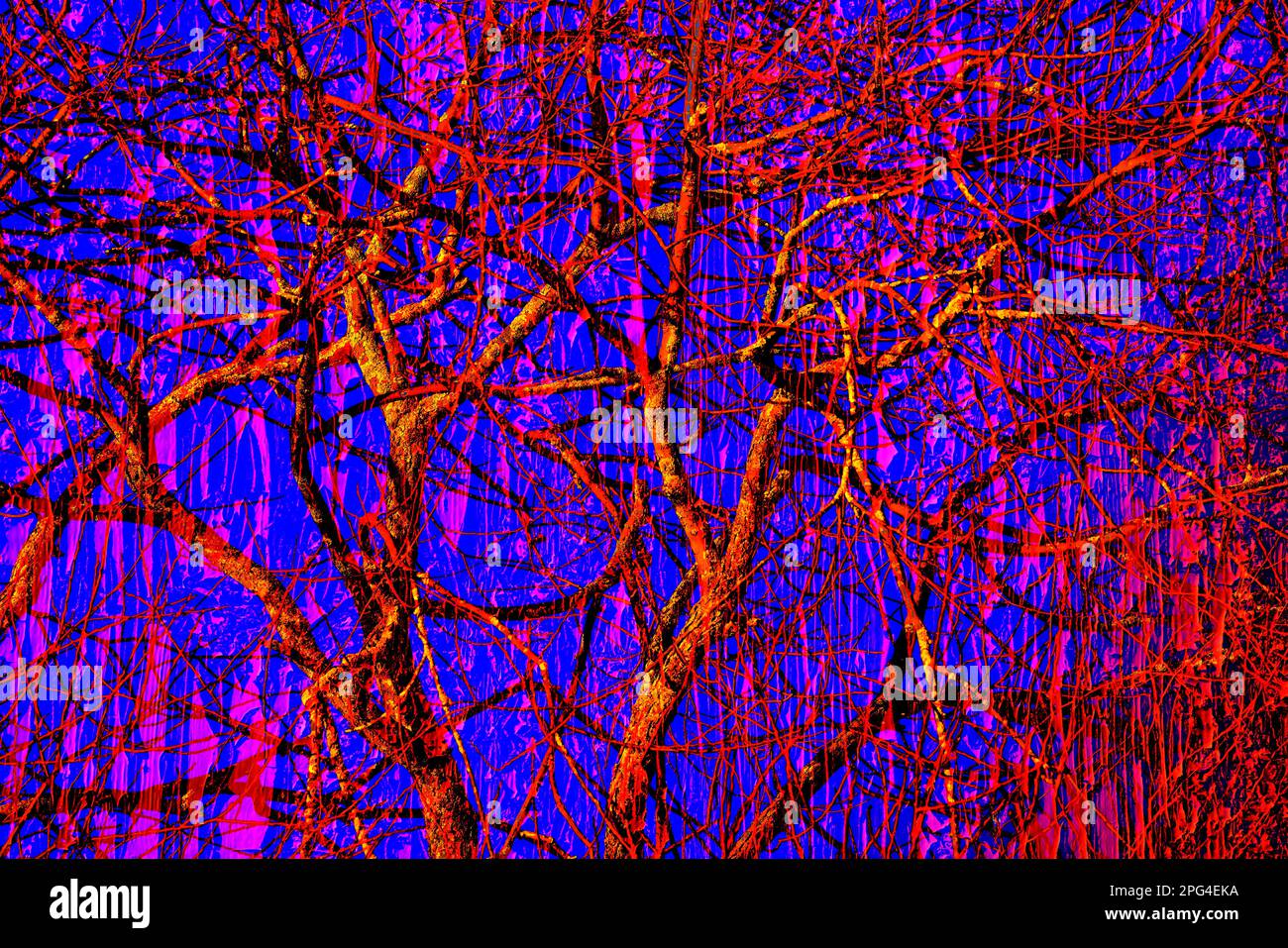 double exposure, trees and a wheathered red door Stock Photo - Alamy