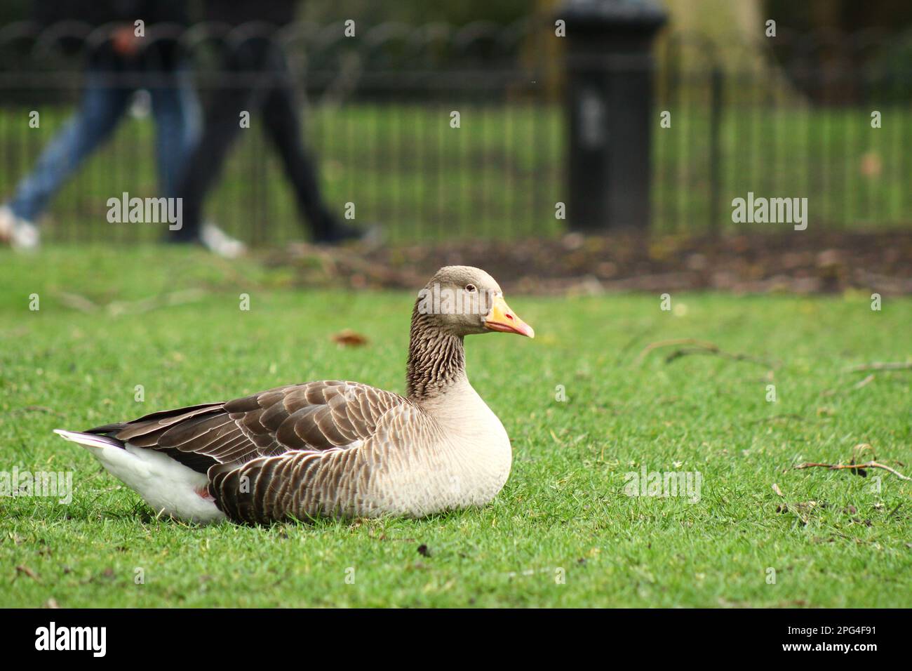 Goose facts hi-res stock photography and images - Alamy