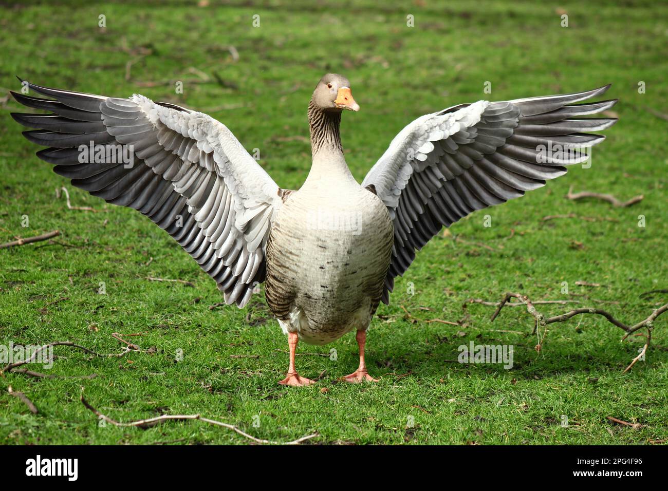 Birds Flying- Birds in Flight - UK Wildlife Stock Photo - Alamy