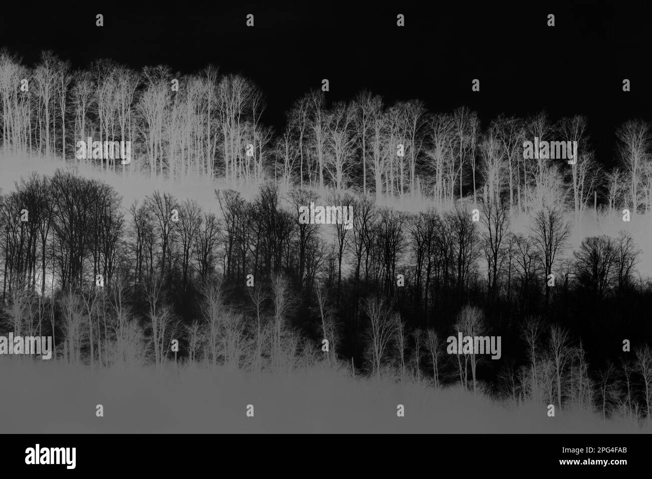 Digitally altered landscape with trees, Wesertal, Weserbergland ...