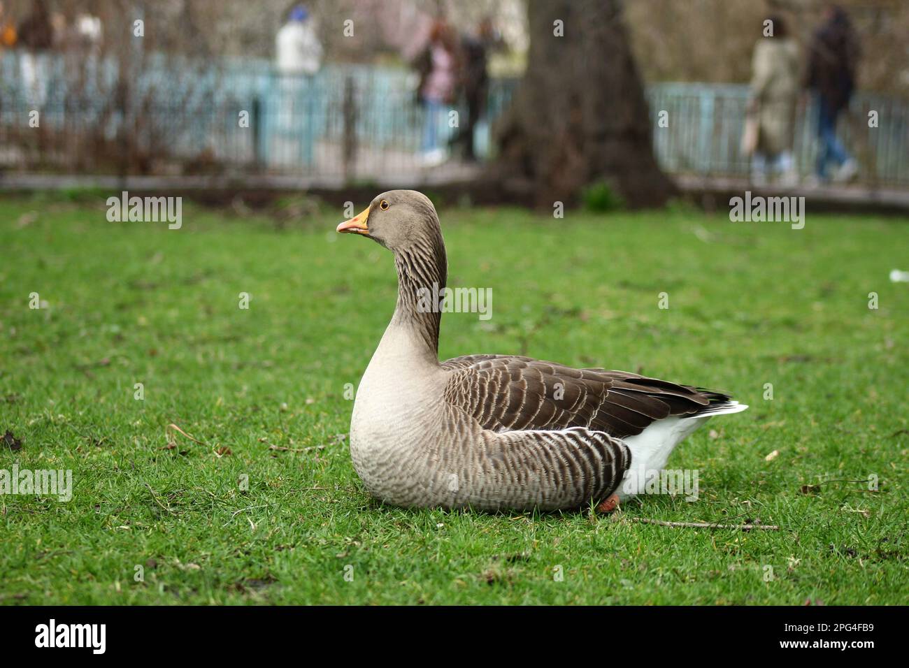 Greylag Goose in St.Jame's Park London Stock Photo - Alamy