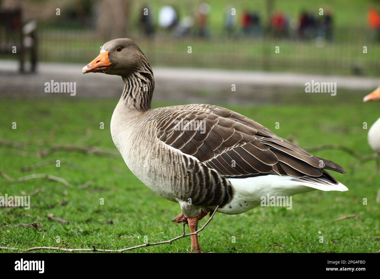 Goose facts hi-res stock photography and images - Alamy
