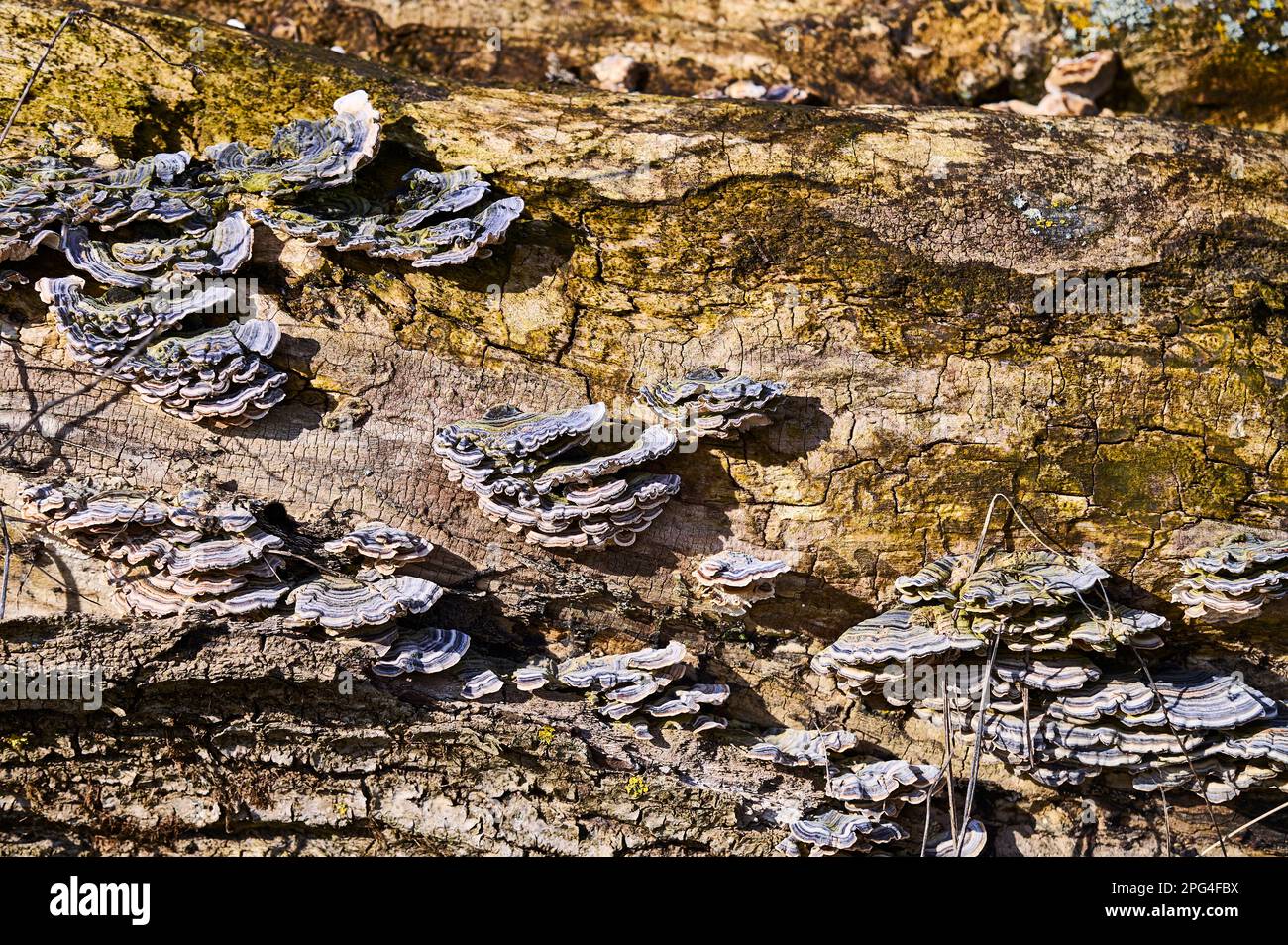 Turkey tail fungus growing on rotting log Stock Photo - Alamy