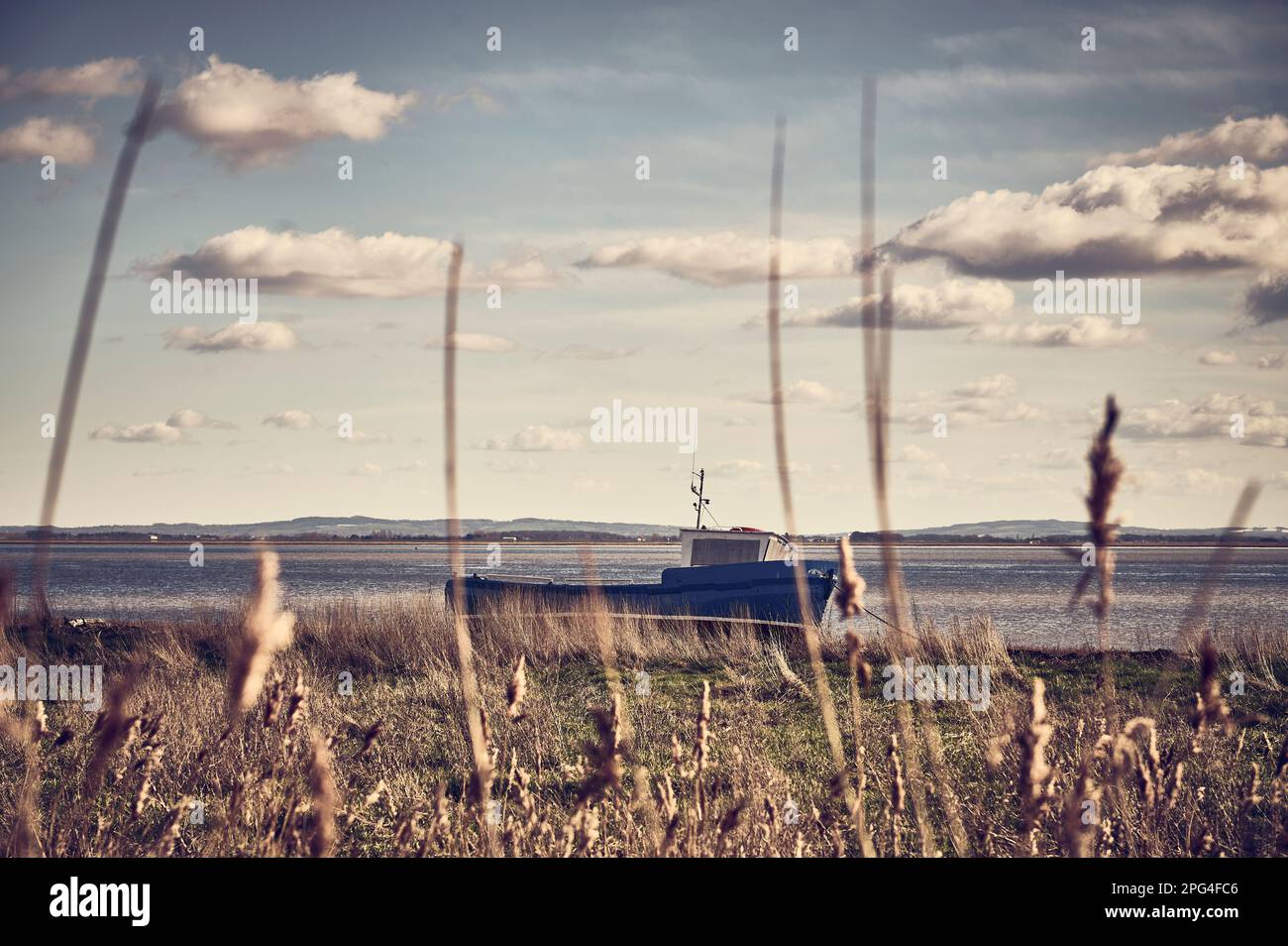 Abandoned boat seen through reeds on River Ribble estuary at Lytham St ...