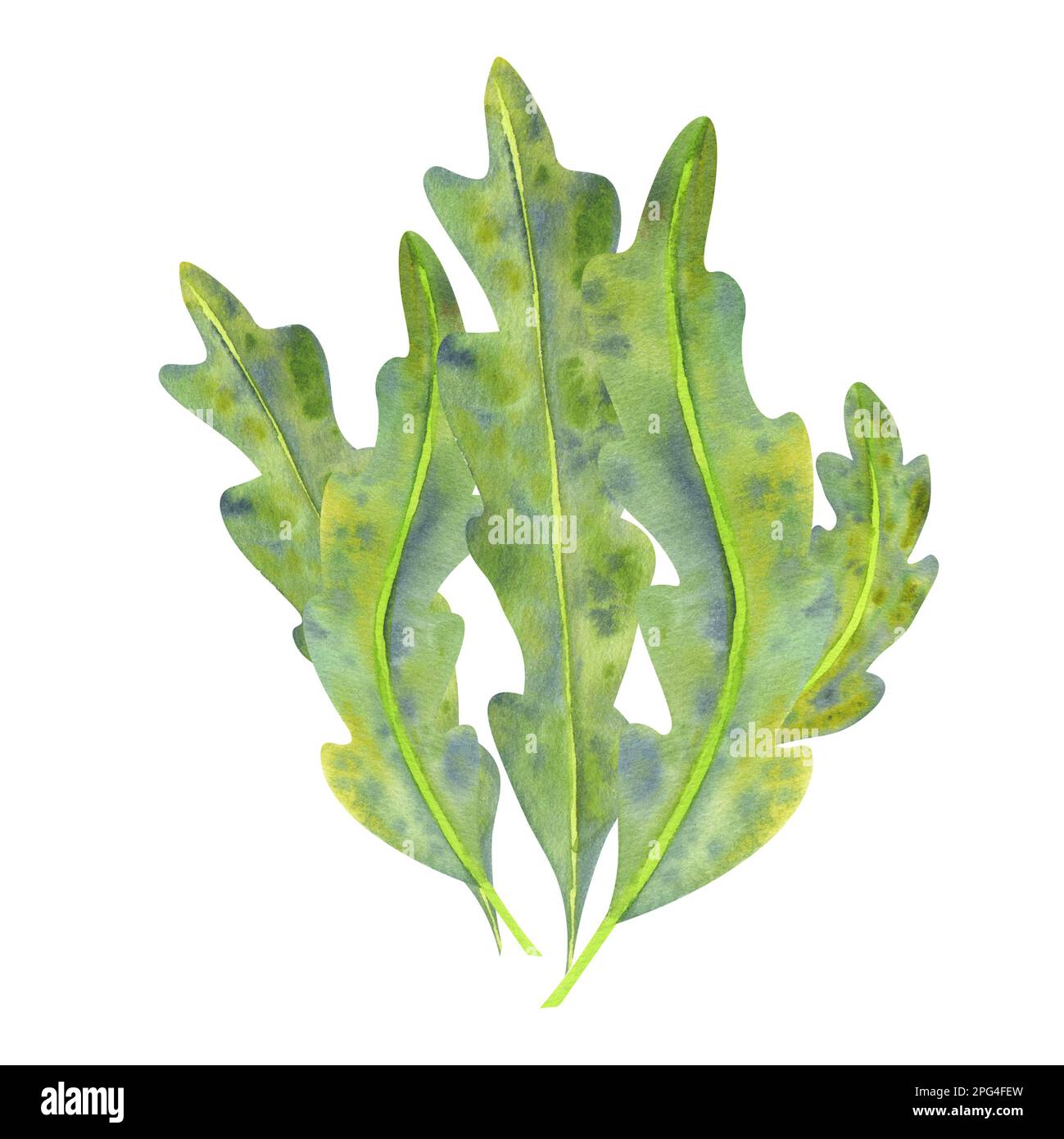Composition of green algae painted in watercolor. Separate on a white ...