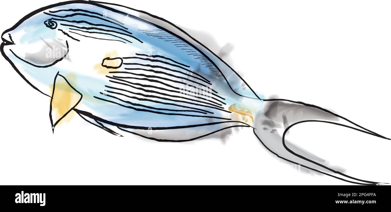 Surgeon fish watercolor vector, red sea species illustration handmade ...