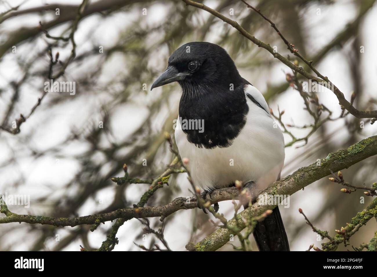 Noisy black-and-white plumage and long tail bird When seen close-up its ...