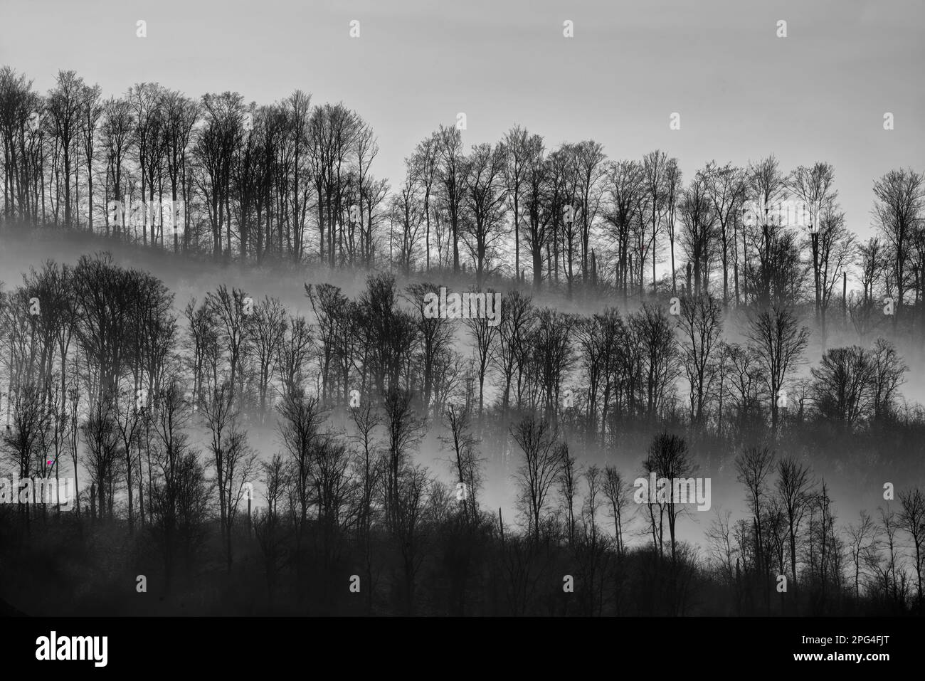 Digitally altered landscape with trees, Wesertal, Weserbergland ...