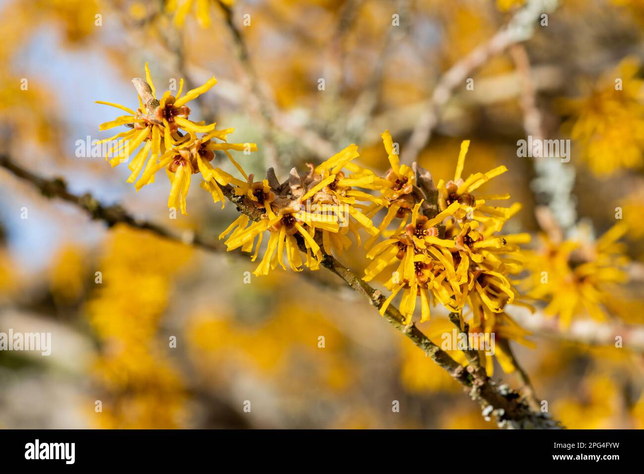 Hamamelis x Intermedia 'Brevipetala' (Witch Hazel) a winter spring ...