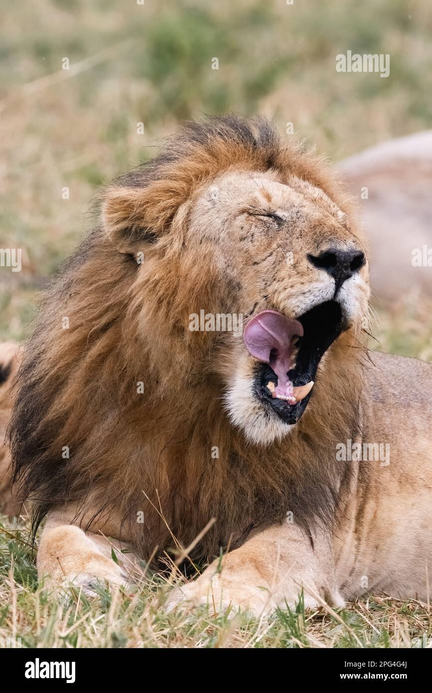 Adult male lion, panthera leo, yawning and licking his mouth. Masai ...