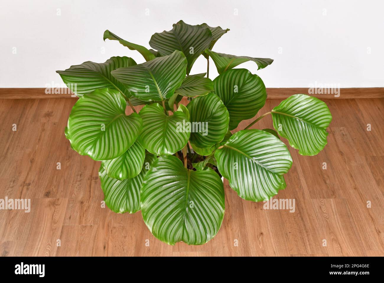 Large full 'Calathea Orbifolia' Prayer Plant houseplant Stock Photo - Alamy