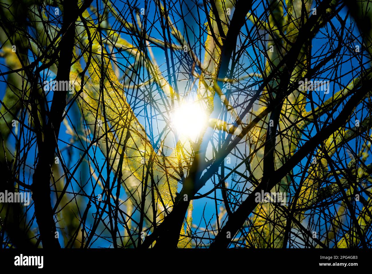 Lichens illustration hi-res stock photography and images - Alamy