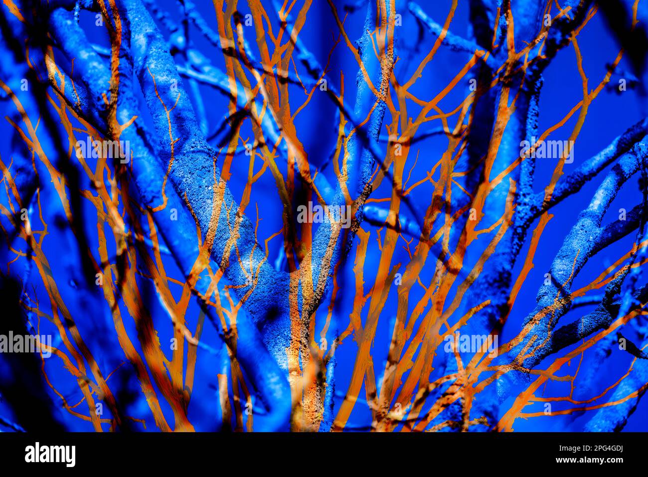 double exposure, trees with lichens Stock Photo - Alamy