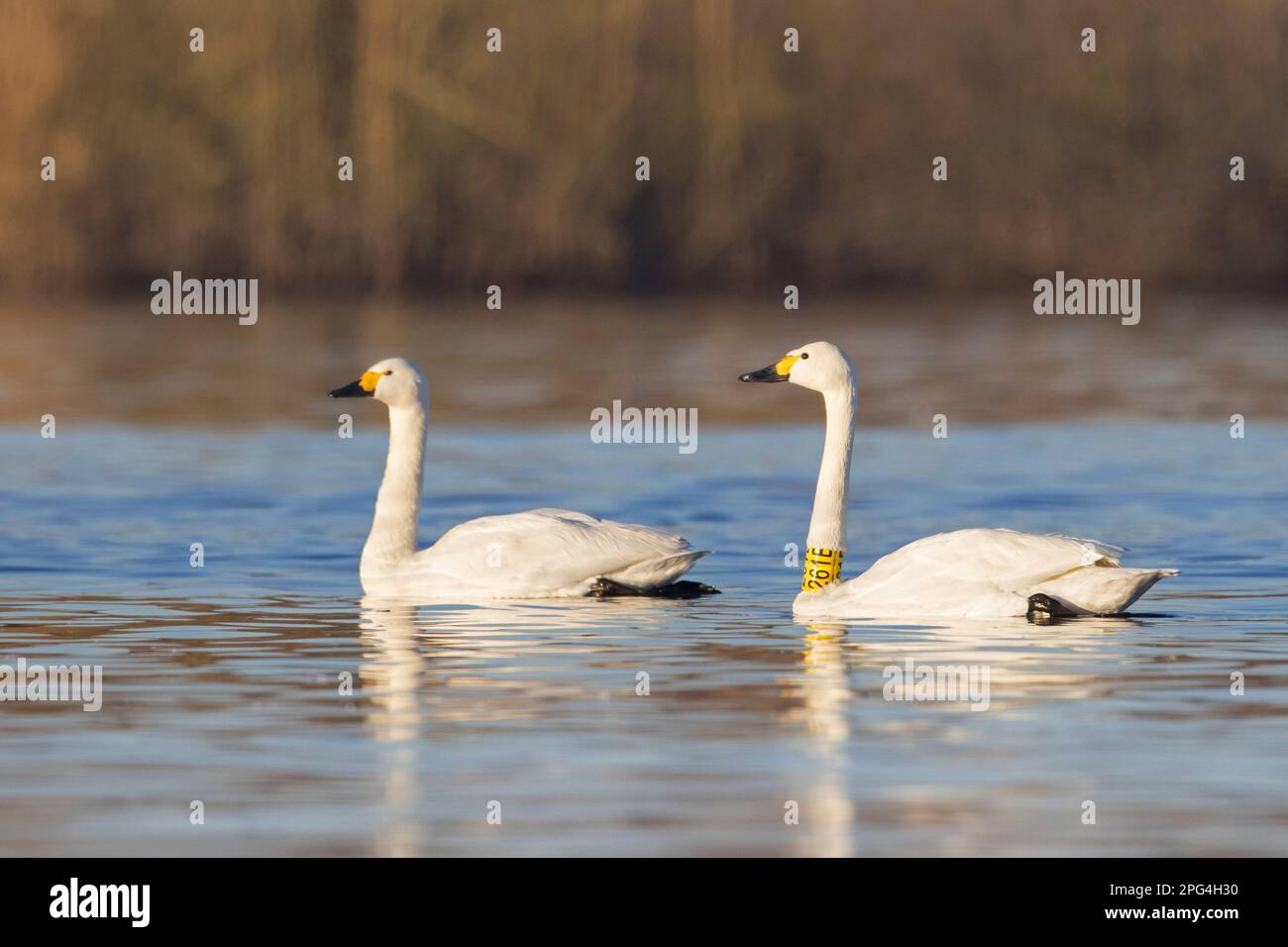 Tundra swan / Bewick's swan (Cygnus bewickii) swimming in lake in ...