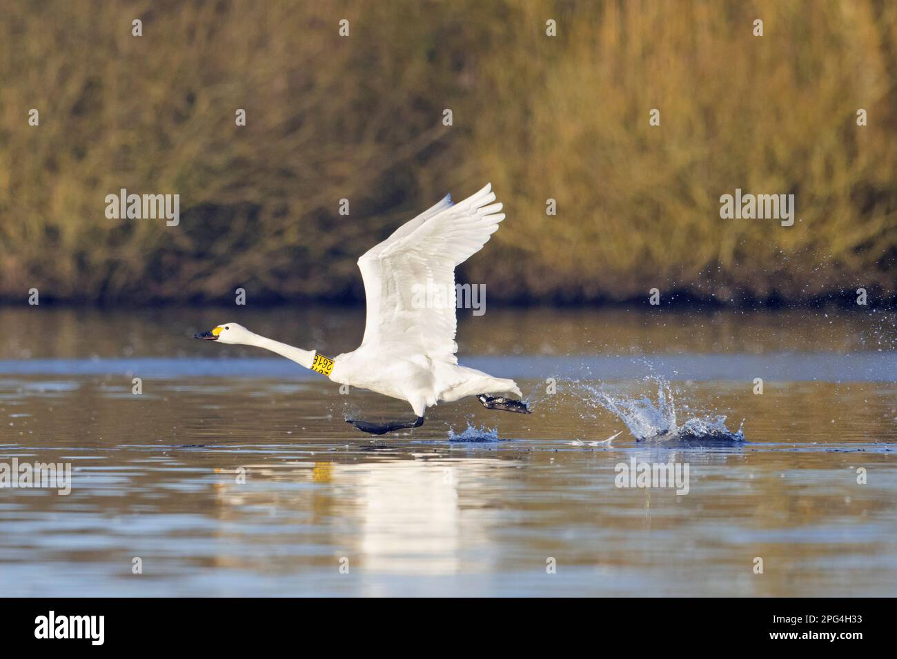 Tundra swan / Bewick's swan (Cygnus bewickii) taking off from lake in ...