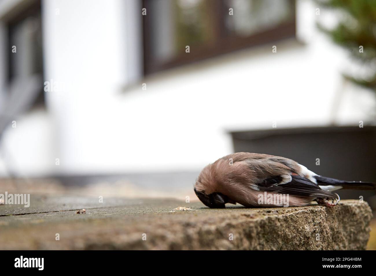 dead songbird on the ground in front of a house window. Symbol for ...