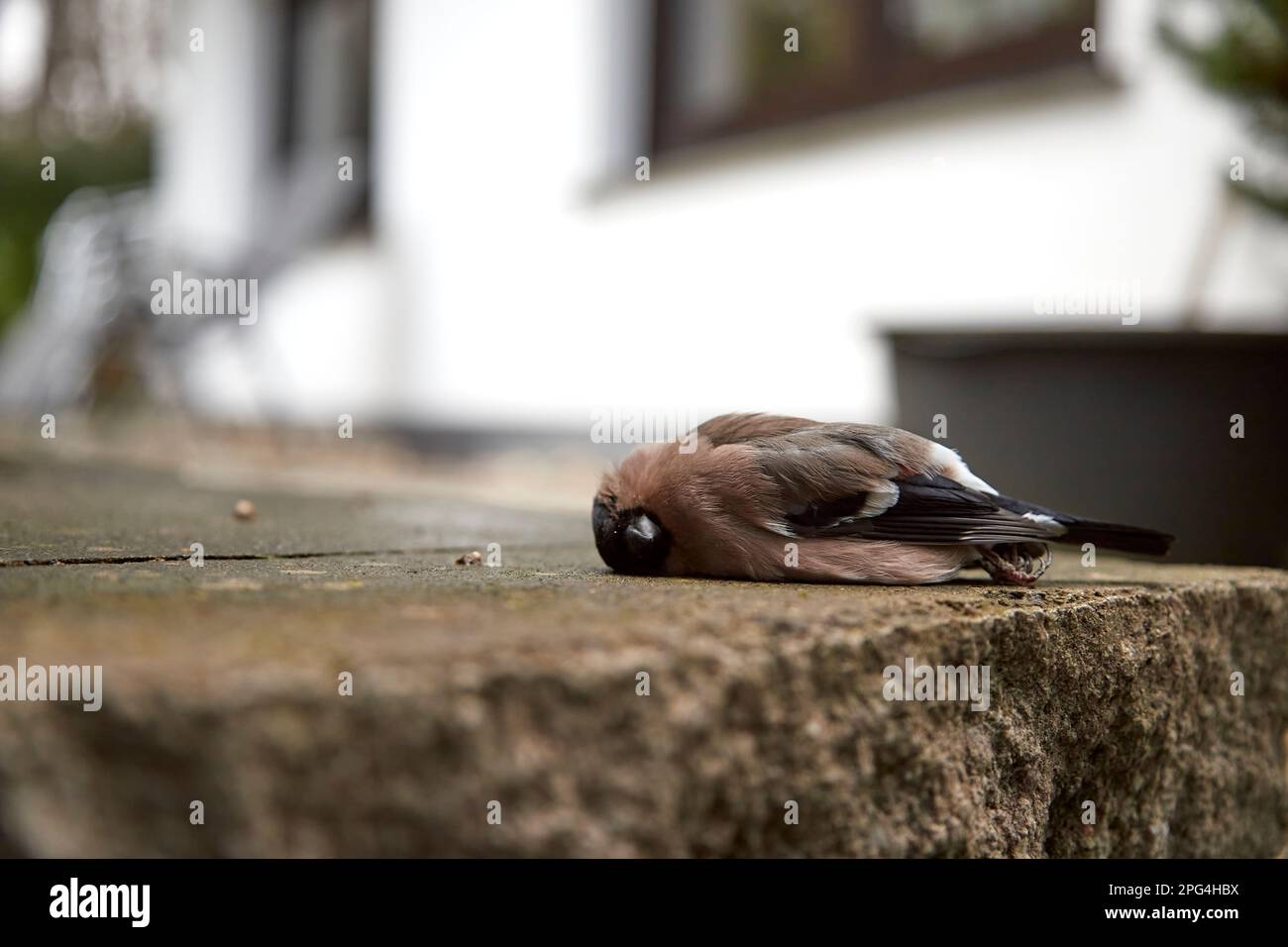 dead songbird on the ground in front of a house window. Symbol for ...