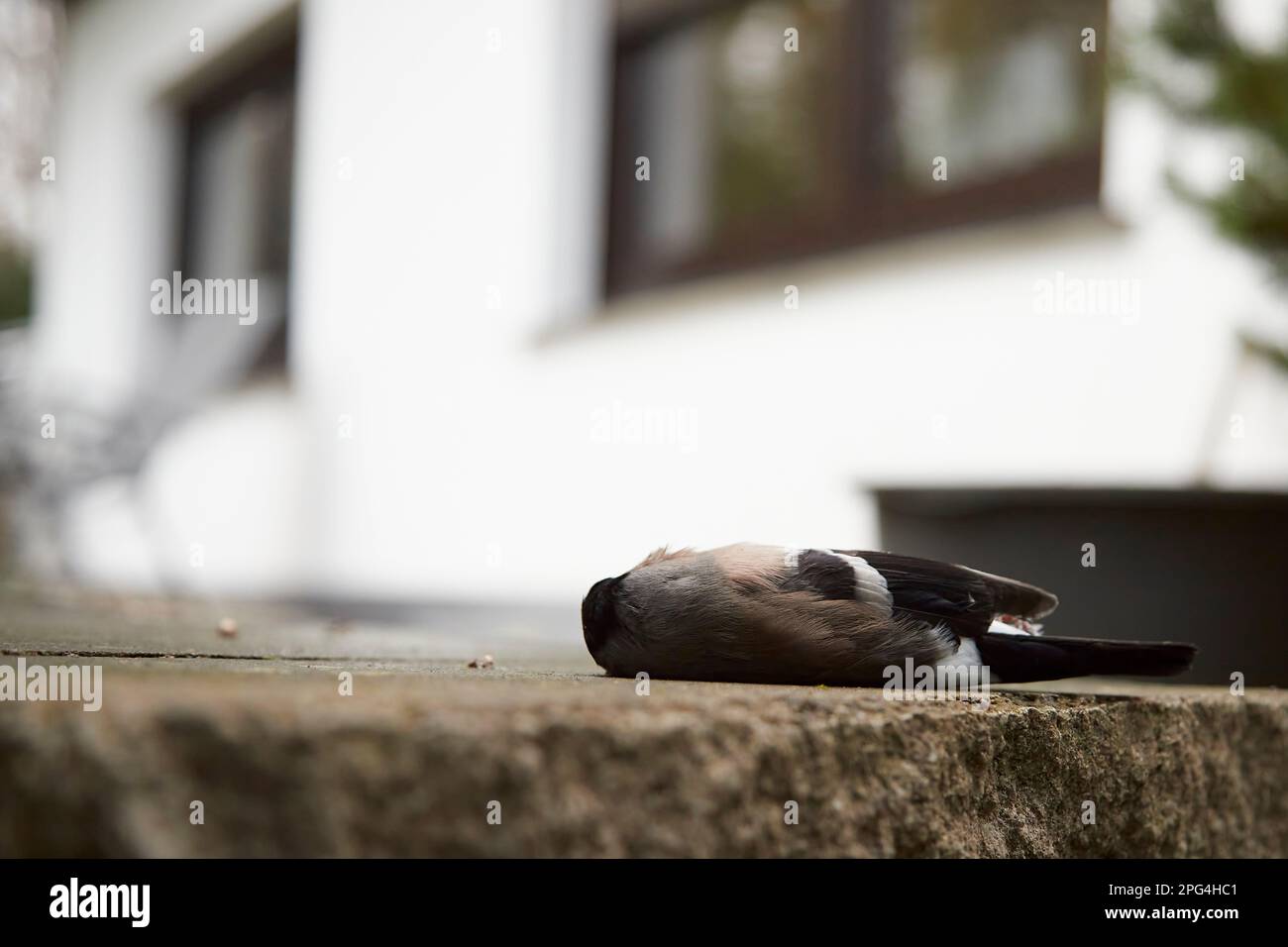 dead songbird on the ground in front of a house window. Symbol for ...