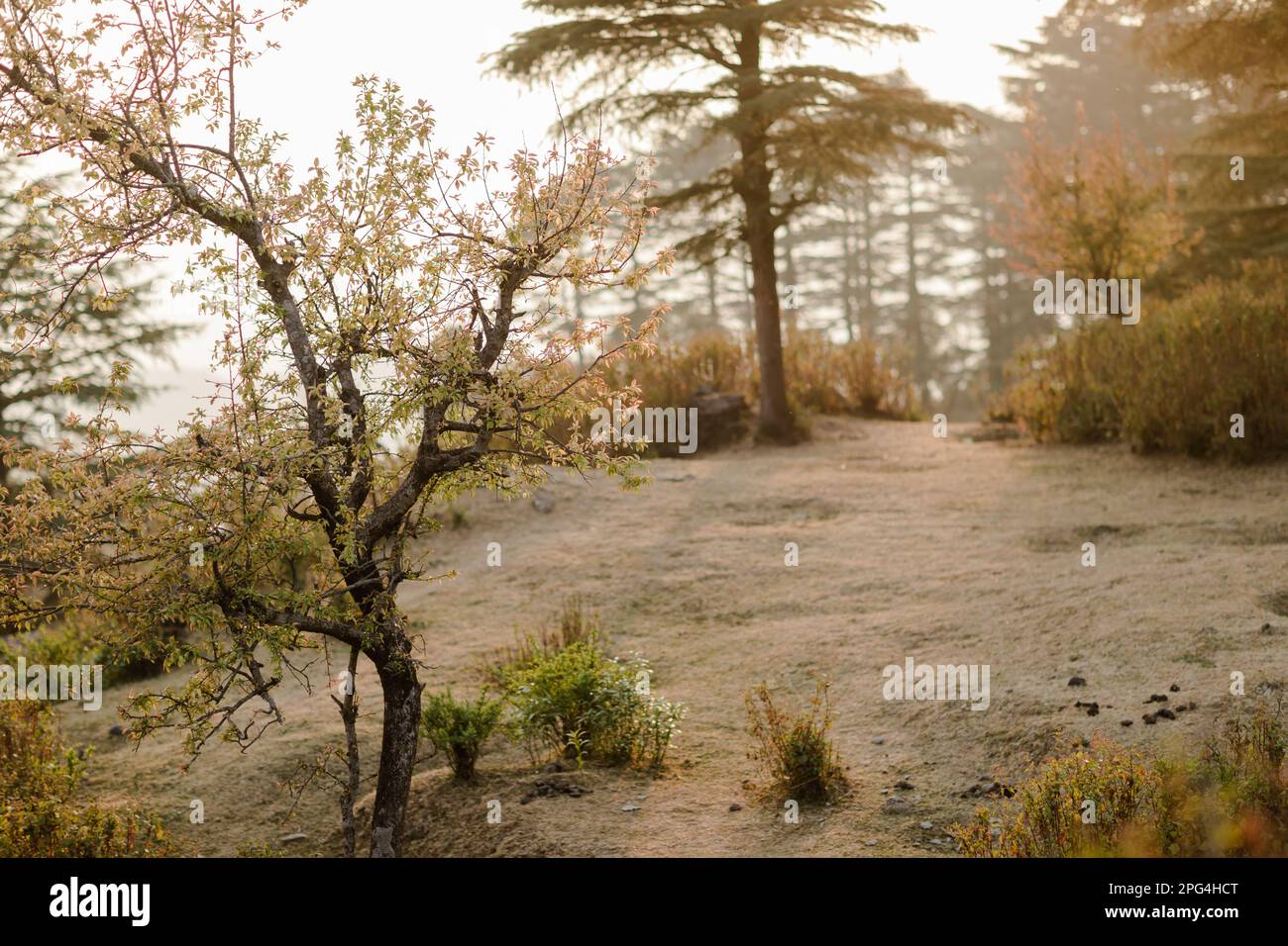 Featuring leafless trees hi-res stock photography and images - Alamy