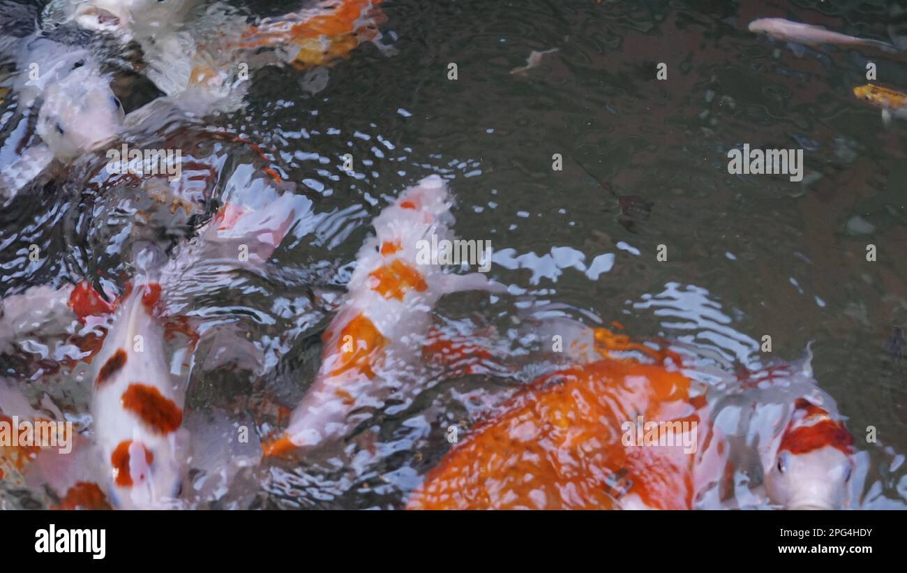 Colorful water pattern formed by group of Koi carps swimming in pool ...